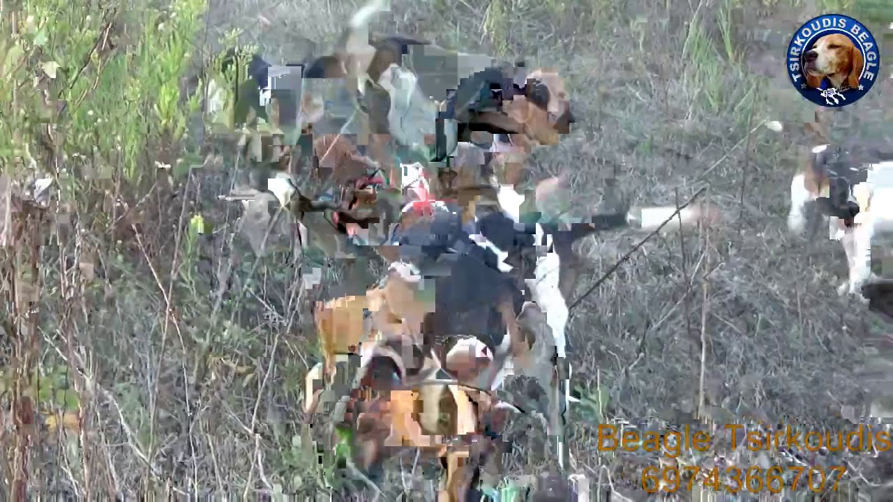 Beagle tsirkoudis κυνηγι με τουφεκια κάλο μήνα 1/11/2020 - YouTube