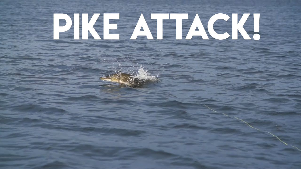 Incredible Pike Action in Saskatchewan - YouTube