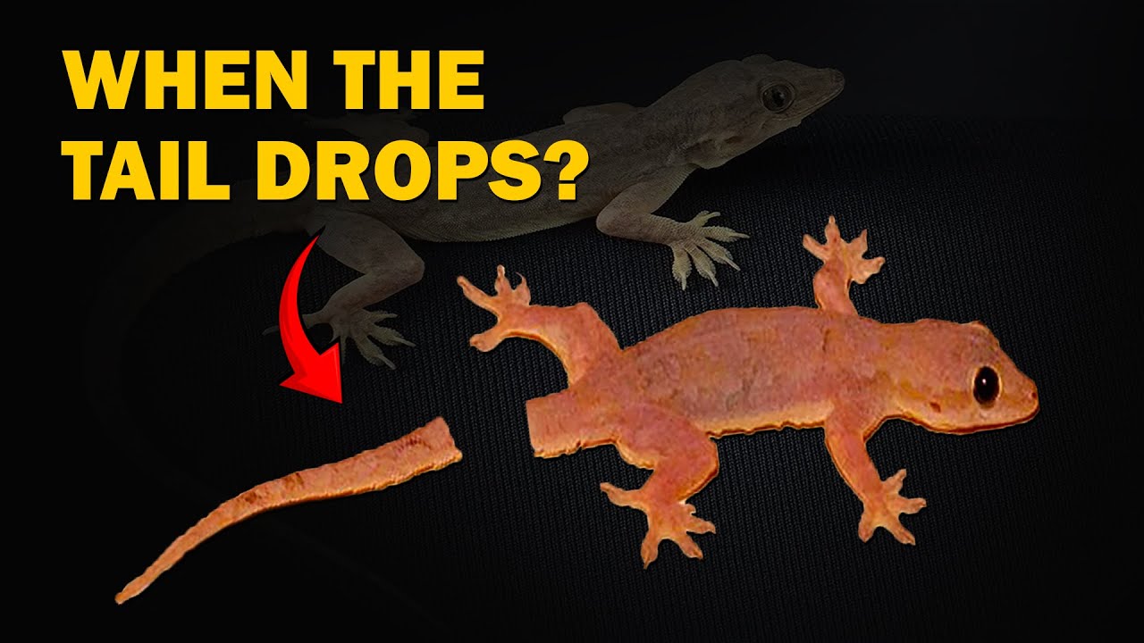 Why Does Lizards Drop Their Tails? | How Does This Work? | Flashinfo ...