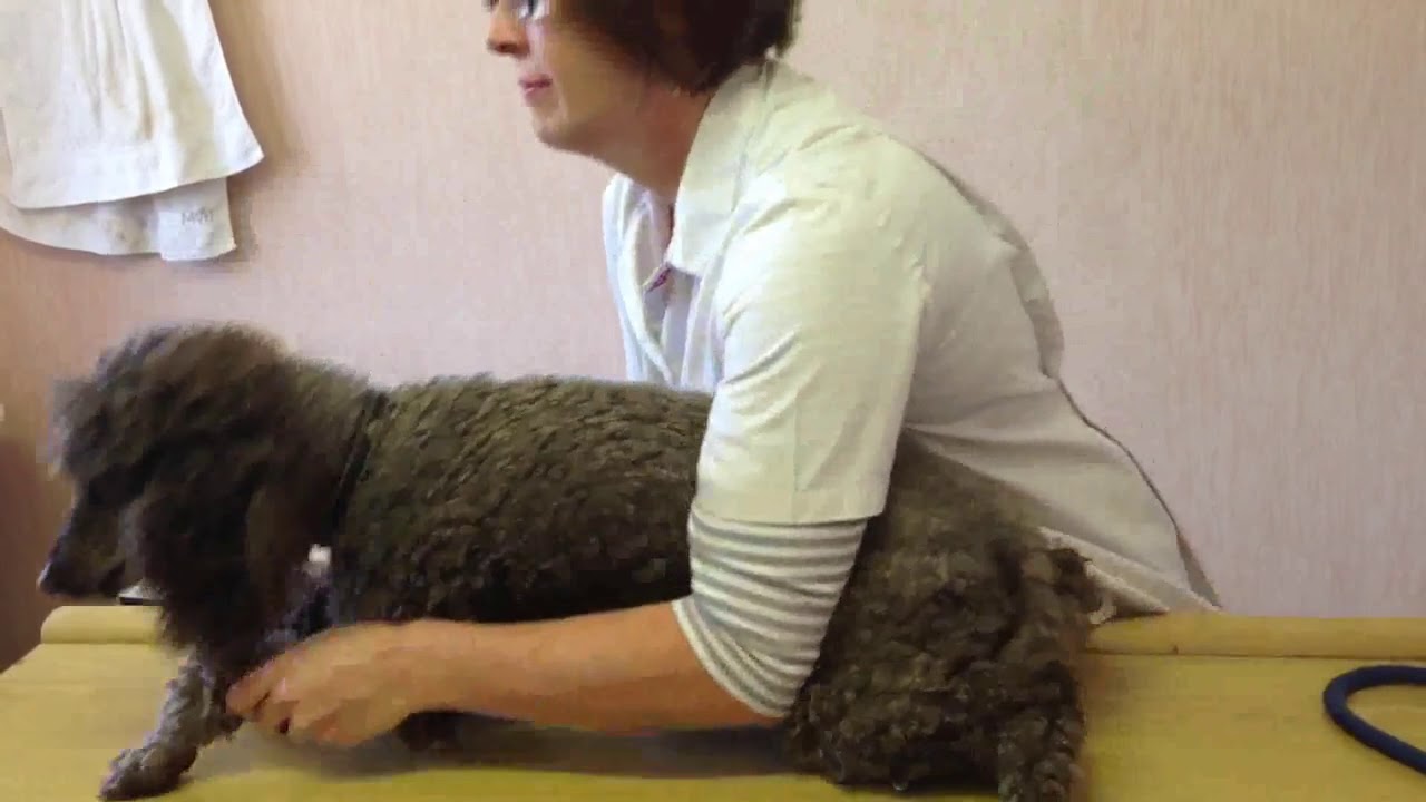 02 Sit to sternal recumbency - YouTube