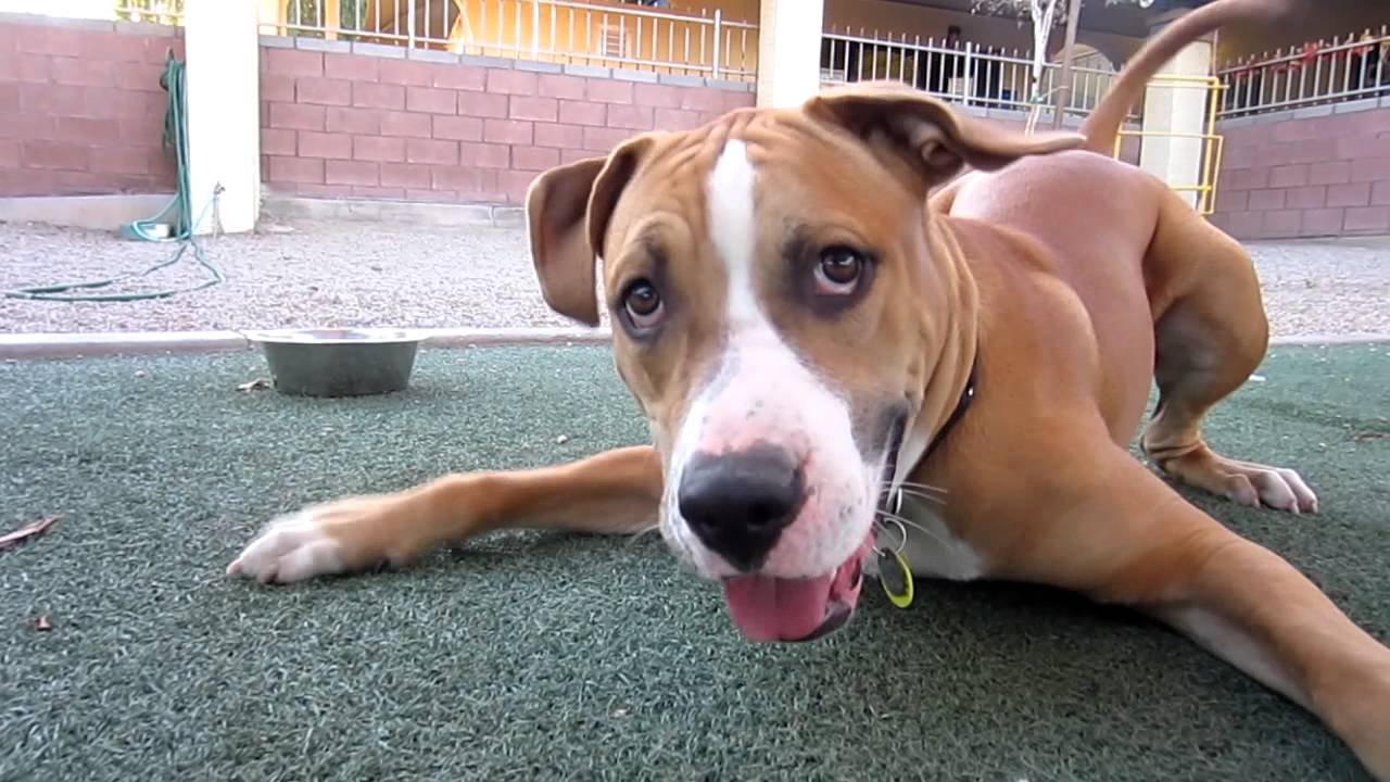 Sisco - Adopt a Shelter Pet ! - YouTube