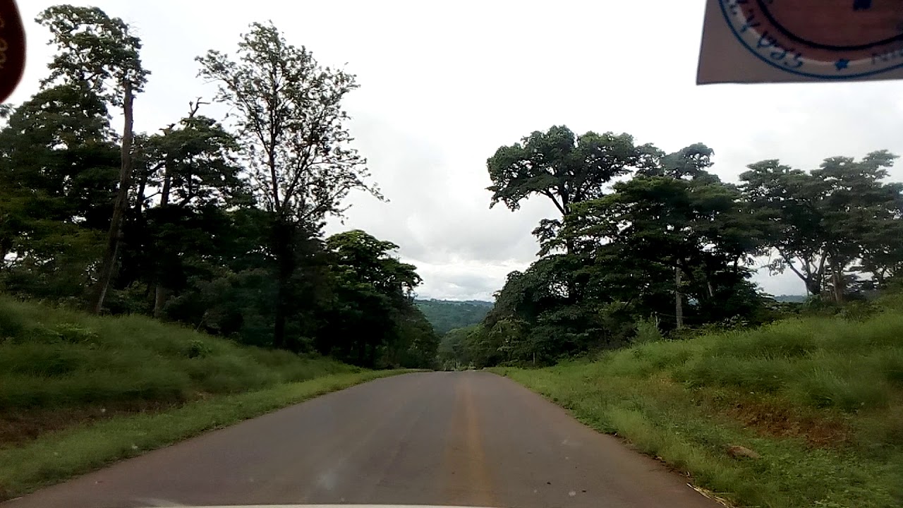 Bebeka coffee plantation plc farm picture captured by Inspector Ejigu ...