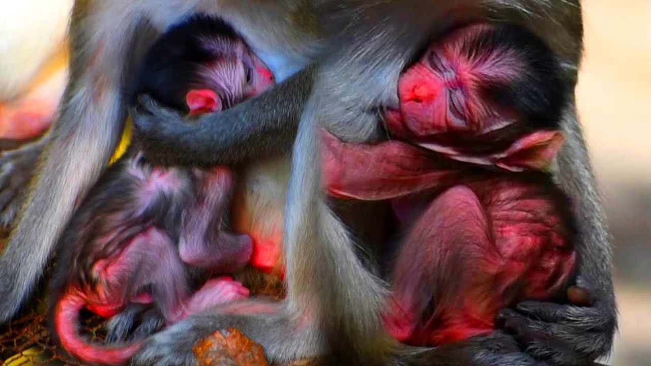 Very nice baby monkey and mom carefully, A little baby Bape Getting ...