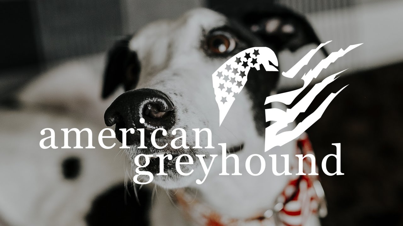 The American Greyhound Story - Fund a Need - YouTube