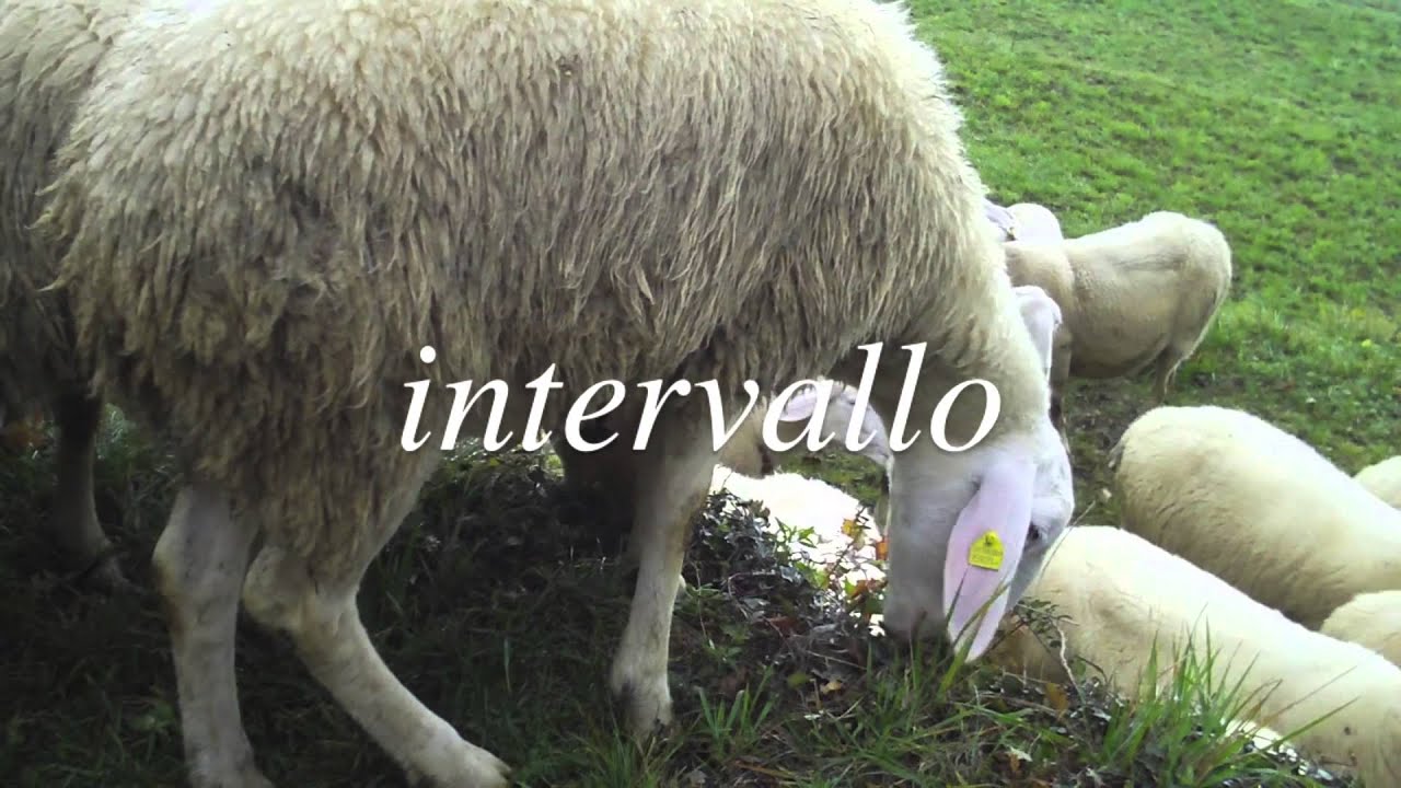 INTERVALLO - S.Tomaso, pecore - YouTube