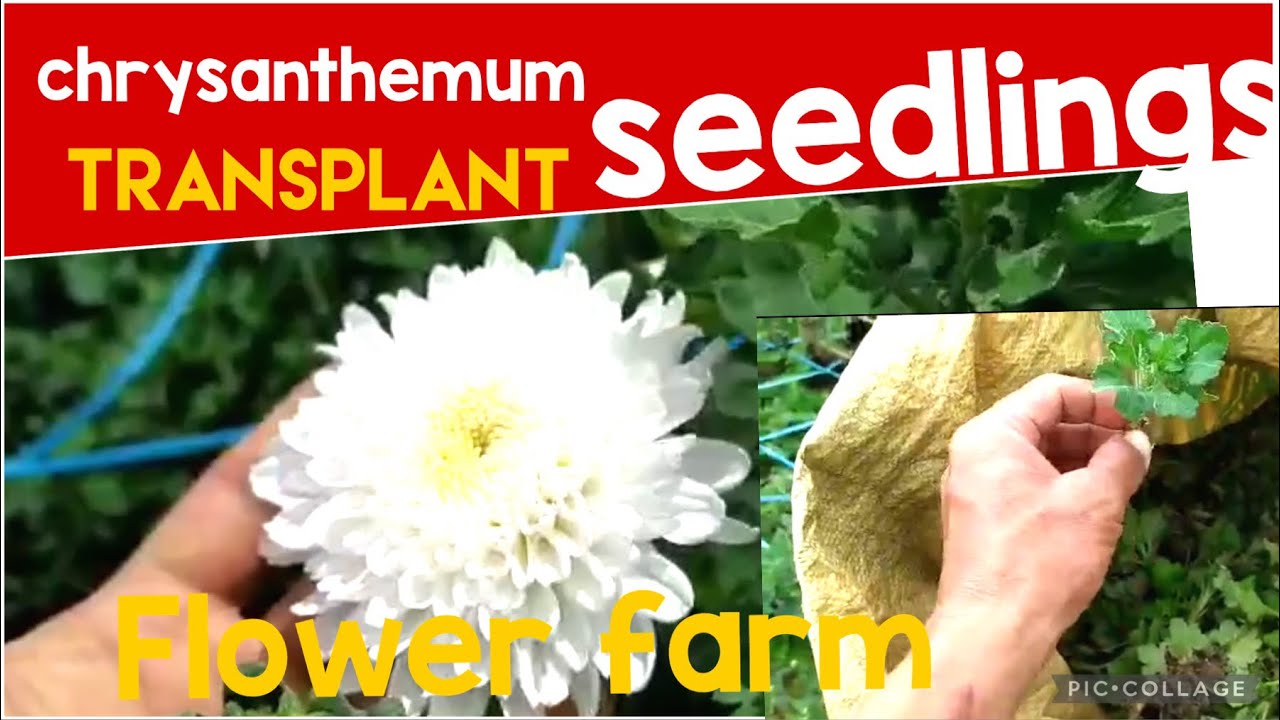 transplant sa seedlings ng chrysanthemum, paanu kumuha ng seedlings ...