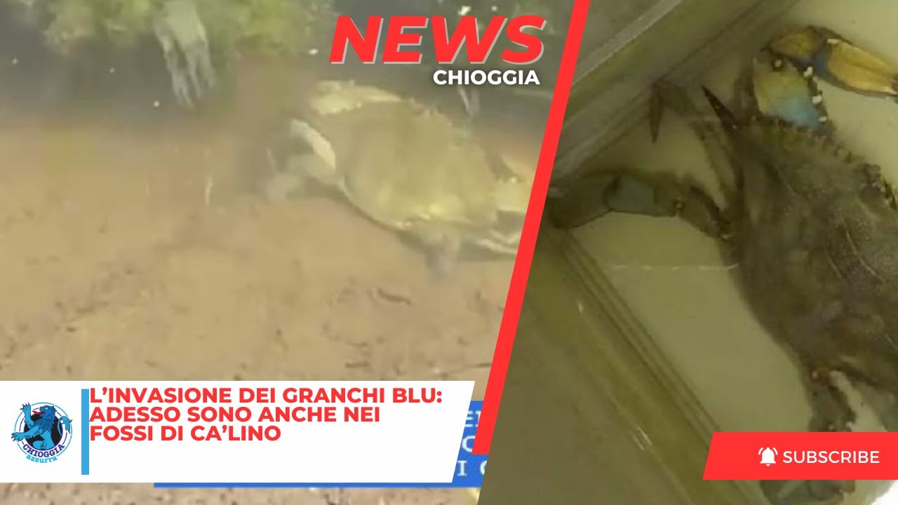 L’INVASIONE DEI GRANCHI BLU: ADESSO SONO ANCHE NEI FOSSI DI CA’LINO ...