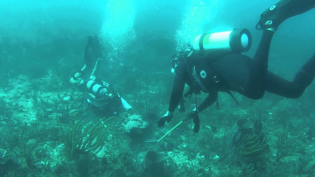 Lobster hunting in Florida January 2015 - YouTube