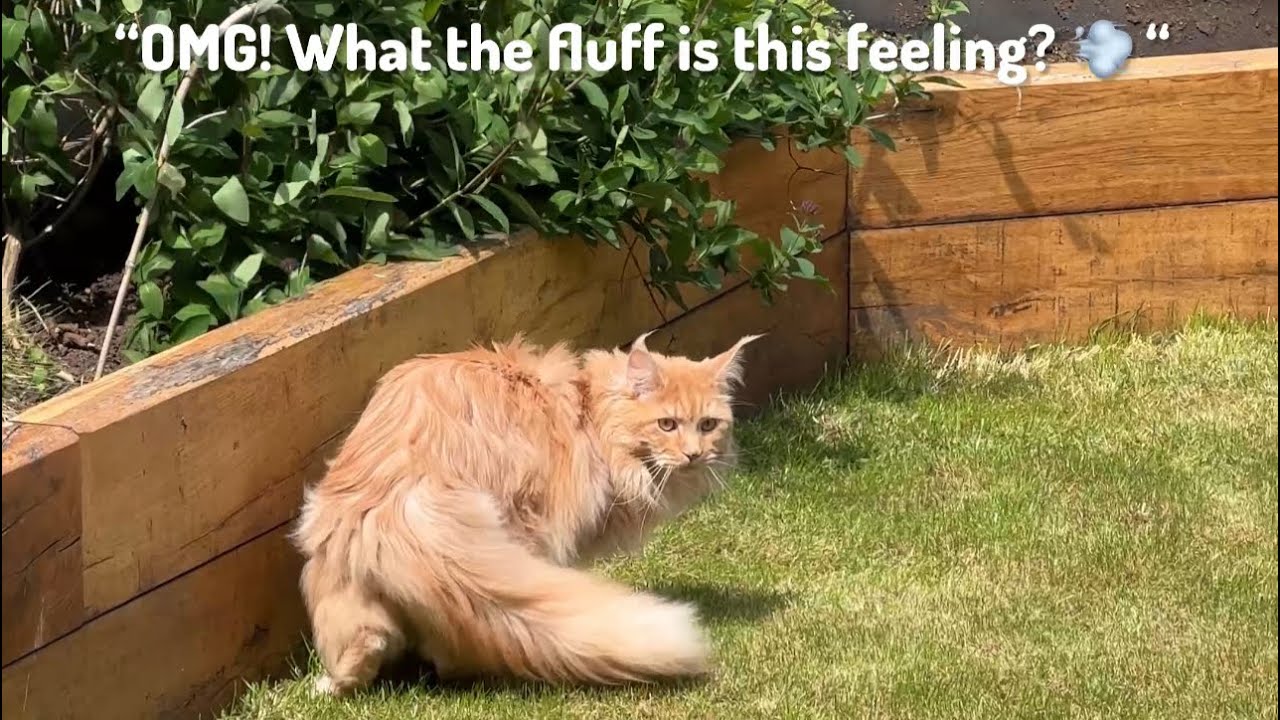 Maine Coon Cats First Outdoors Experience 🙀 Exploring their garden 👀 ...