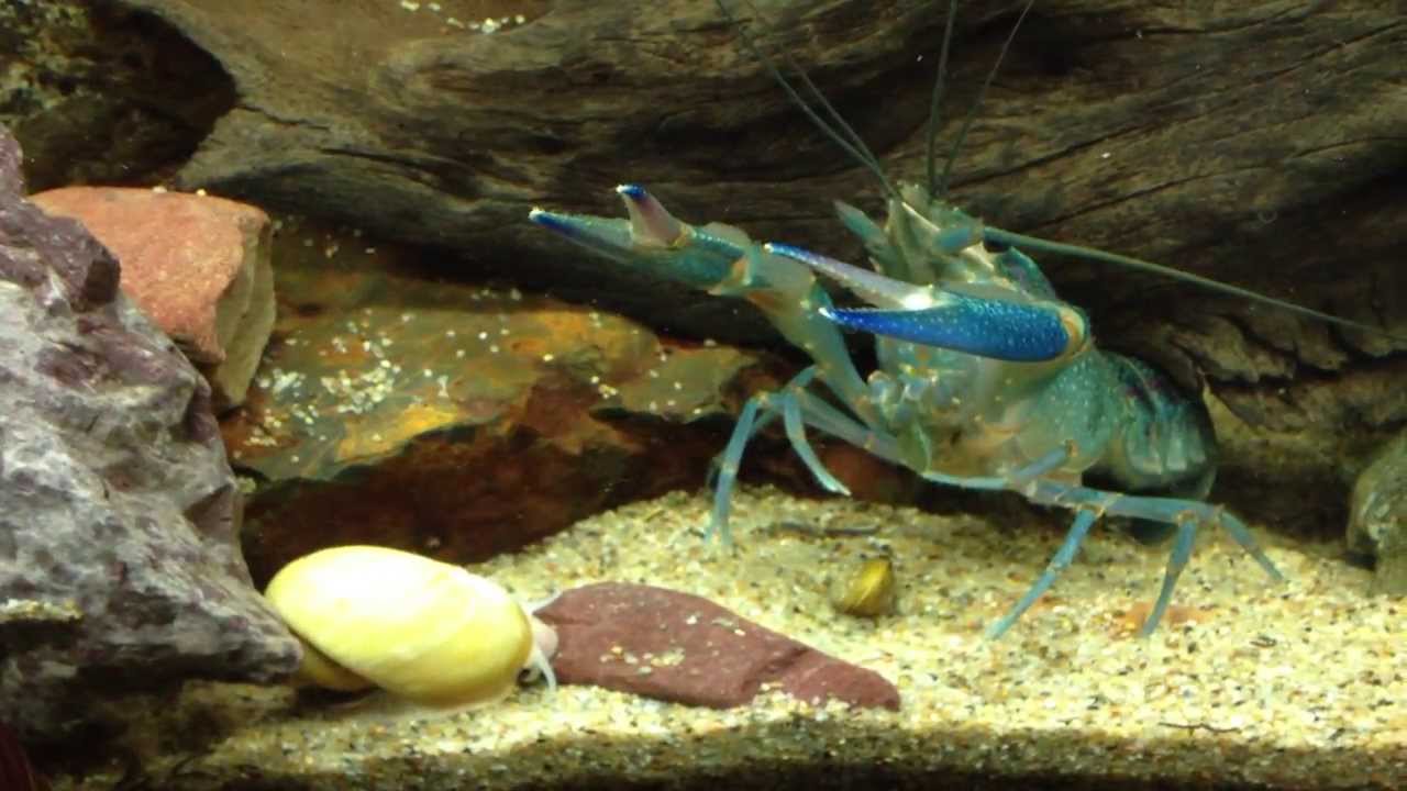 Cherax quadricarinatus crayfish hunting! - YouTube