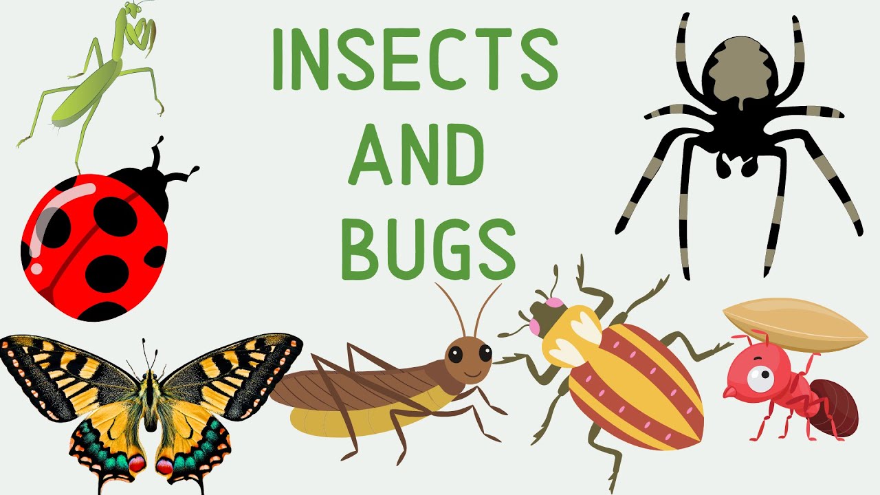 Insects and Bugs -Kids Vocabulary| Educational video| All About Insects ...
