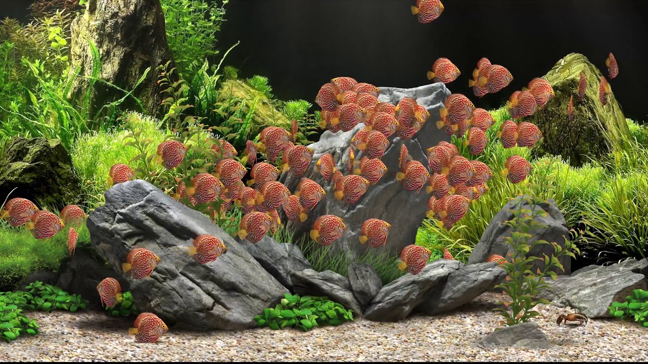 Dream Aquarium Red Tiger Discus 4K - YouTube