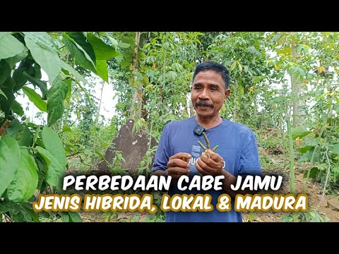 Pemula Harus Tau Beda Cabe Jamu Jenis Hibrida, Lokal & Madura Agar Budidayanya Bisa Maksimal