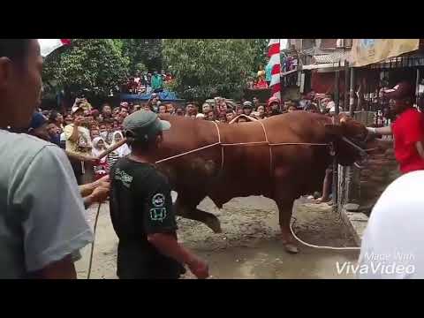 60 lac. Bull slaughter - YouTube
