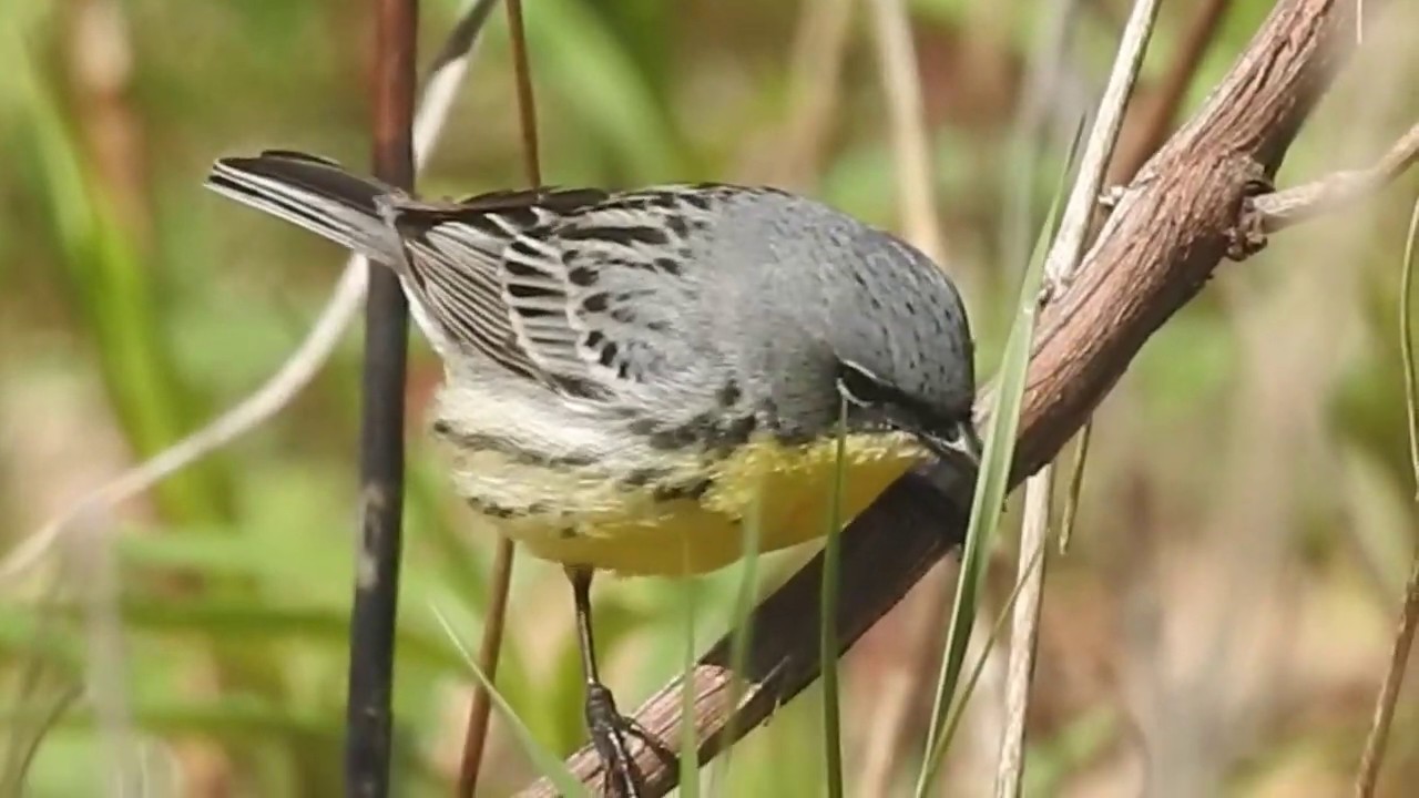 KIRTLAND'S WARBLER- The Holy Grail of Warblers - YouTube