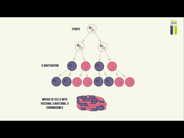 Mosaicism Genetics Genetic Mosaicism In The Human Brain: From Lineage