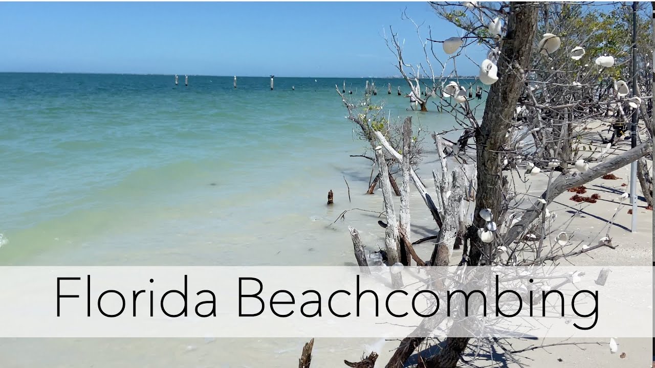 What's on the beach? Florida beachcombing looking for sea shells, beach ...