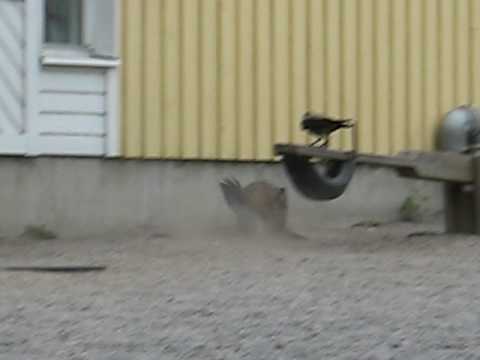 rabbit and crows fighting - YouTube