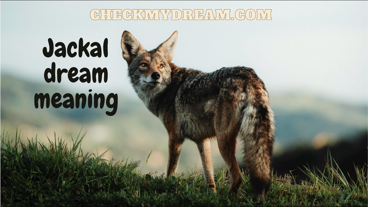 Decoding the Shocking Truth Behind Jackal Dreams - YouTube