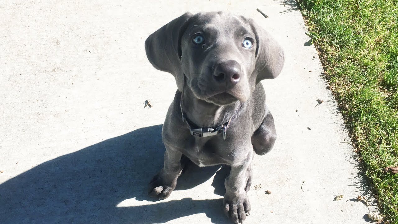 70 day old Weimaraner puppy playing with Rock - YouTube