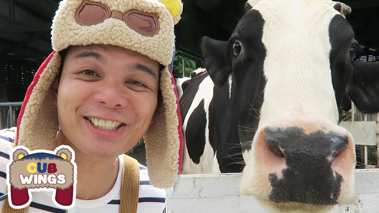 Dairy Cows For Kids at Cow Farm | Learn What Do Cows Eat & Where Does ...