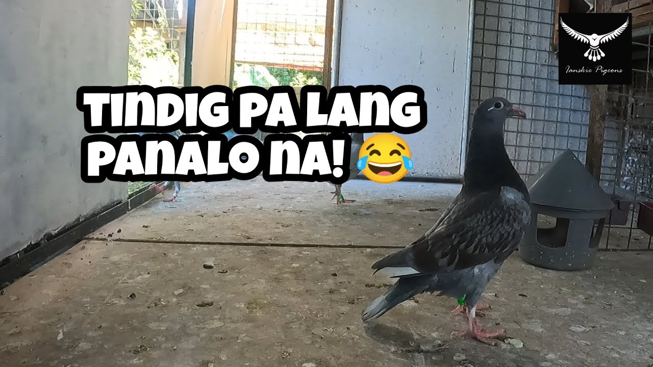 GIANT KALAPATI YOUNGBIRD PA LANG ANG MACHO NA! SOLID 'TO ANONG KAYANG ...