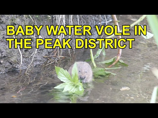 Baby Water Vole