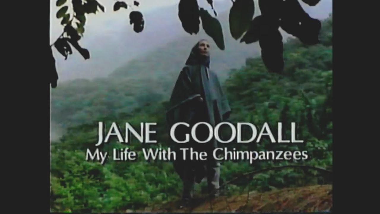 Jane Goodall y Los Chimpances - National Geographic 1990 - YouTube