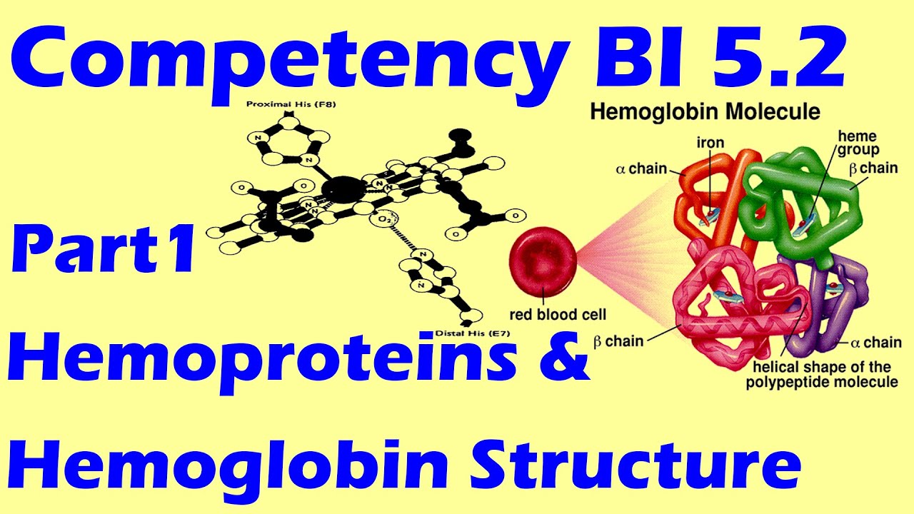 Hemoproteins and Hemoglobin Structure | Competency BI 5.2 (Lecture ...