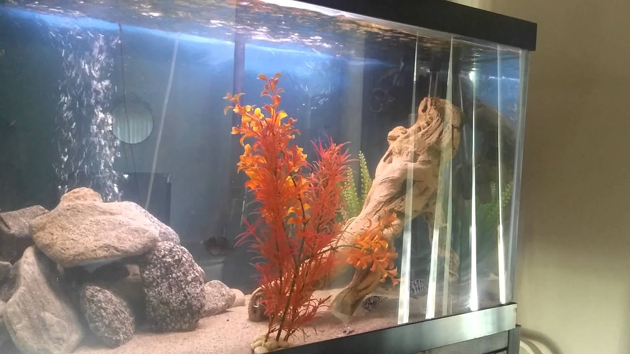 MBU Puffer, Arowana, Shark, Datnoid Baby Monsters - YouTube