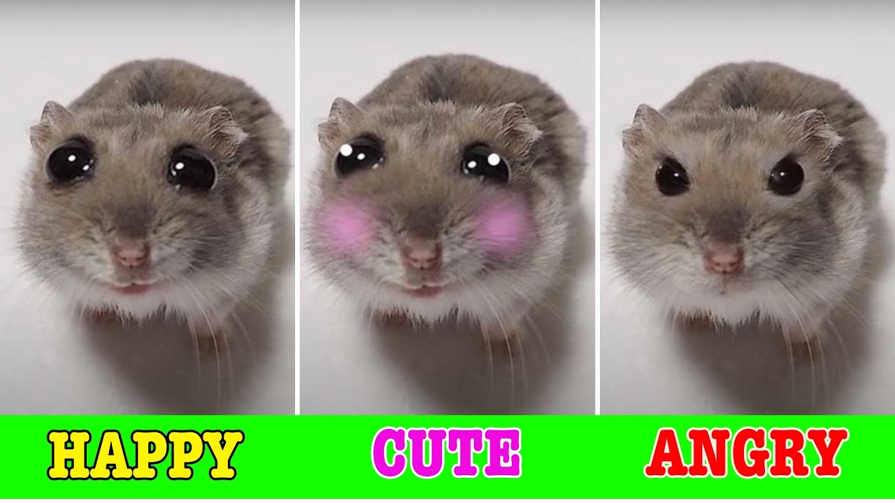 Cracking the Code 😍 Sad Hamster + More Happy | The Quest for Happiness ...