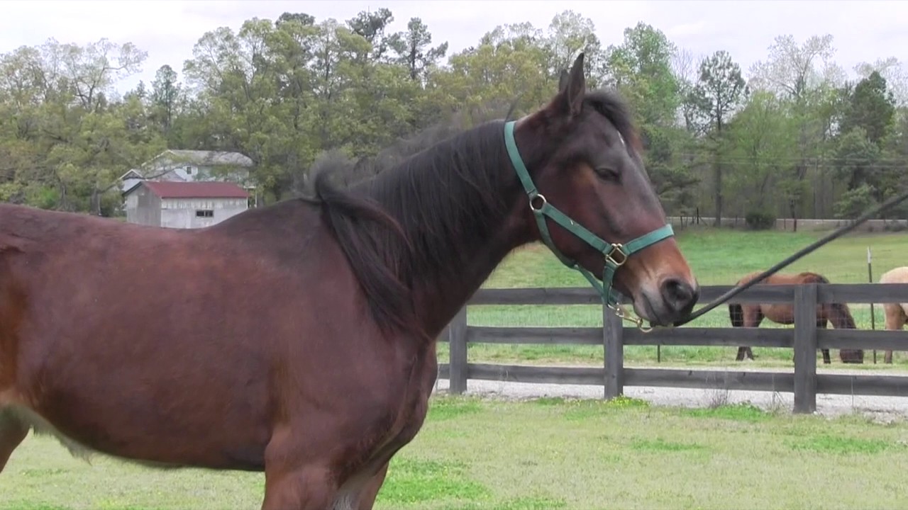 Young Speed Racking Standardbred Fillies in Training - Jacob Parks ...