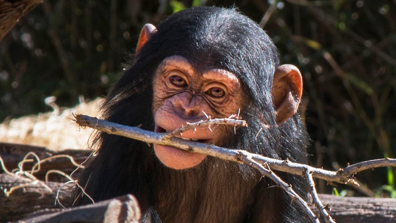 Tooling Around Chimp-Style - YouTube