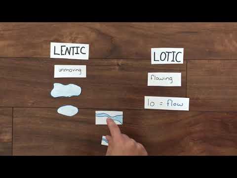 What Are Lotic And Lentic Ecosystem Give Example