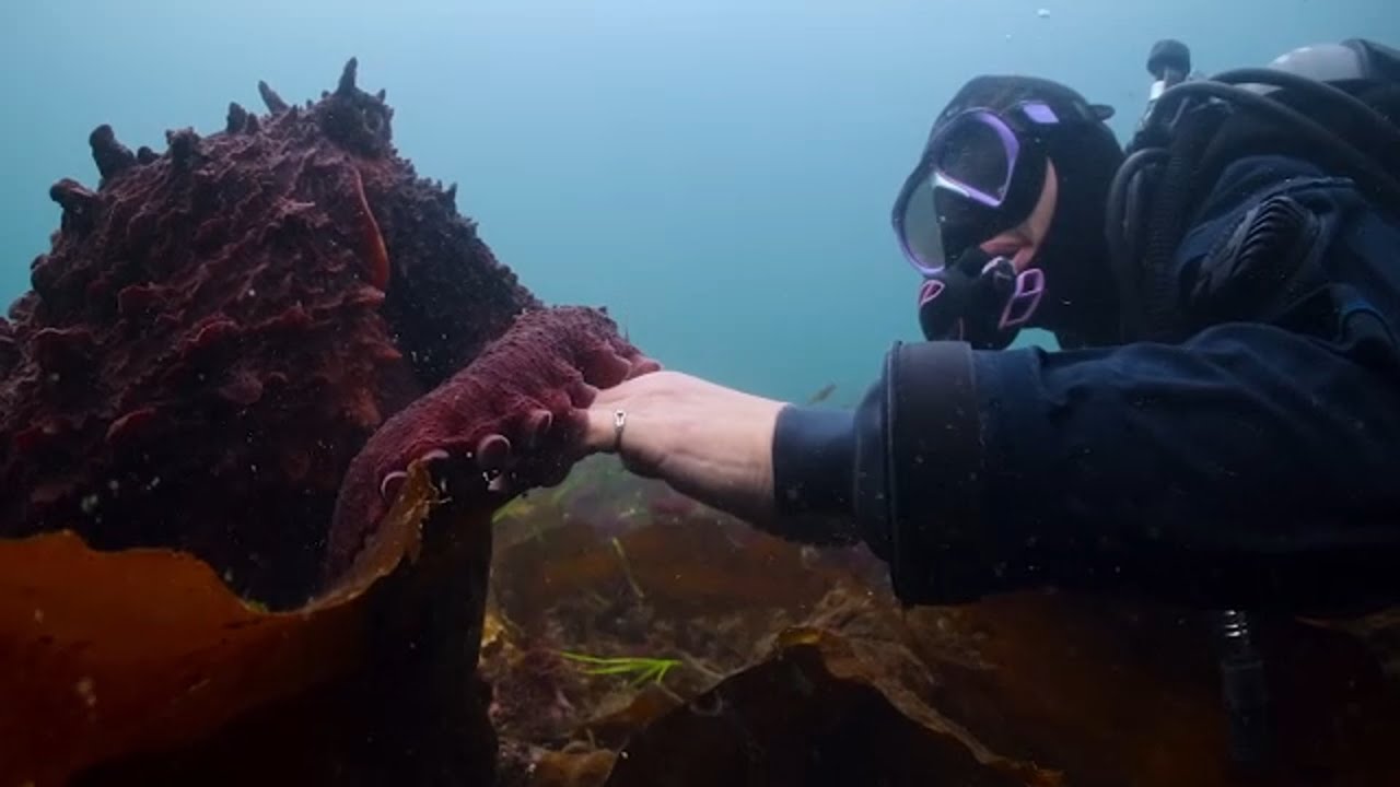'Secrets of the Octopus' on National Geographic - YouTube