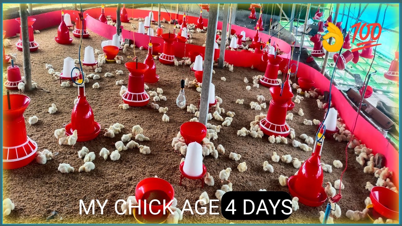 My Chick 🐥 Age 4 Day's - YouTube