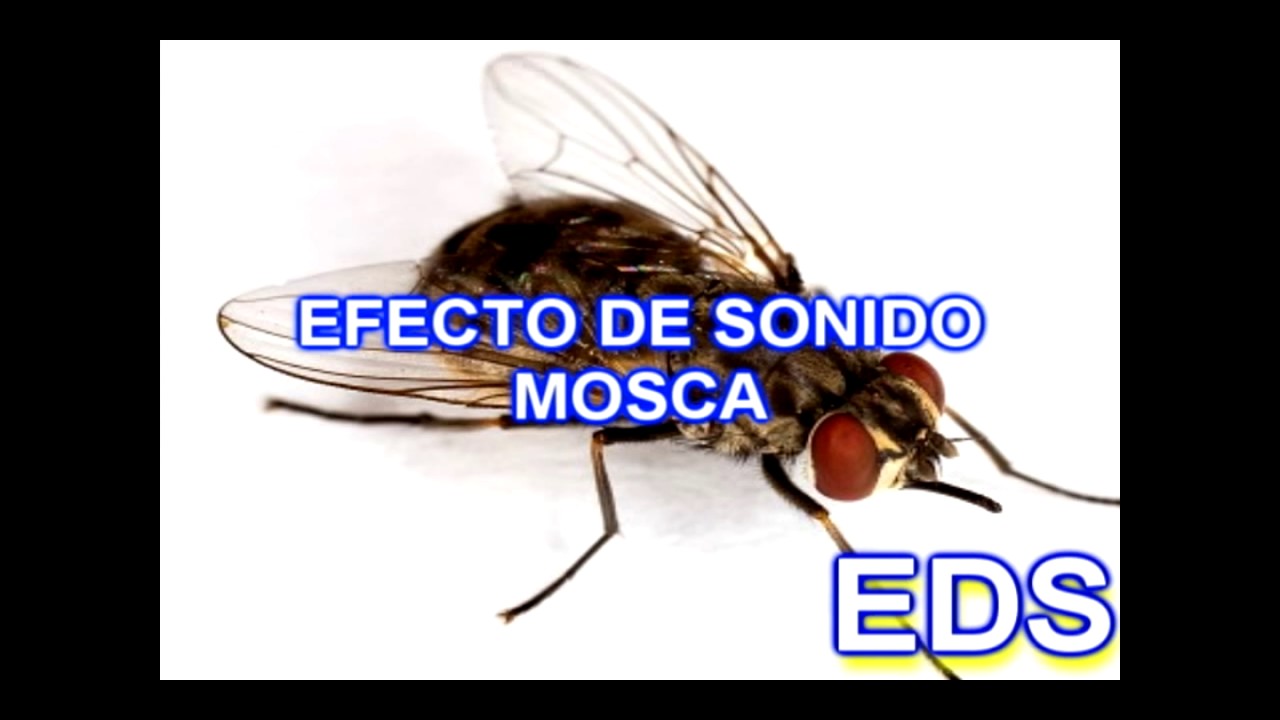Efecto de Sonido - Mosca - YouTube