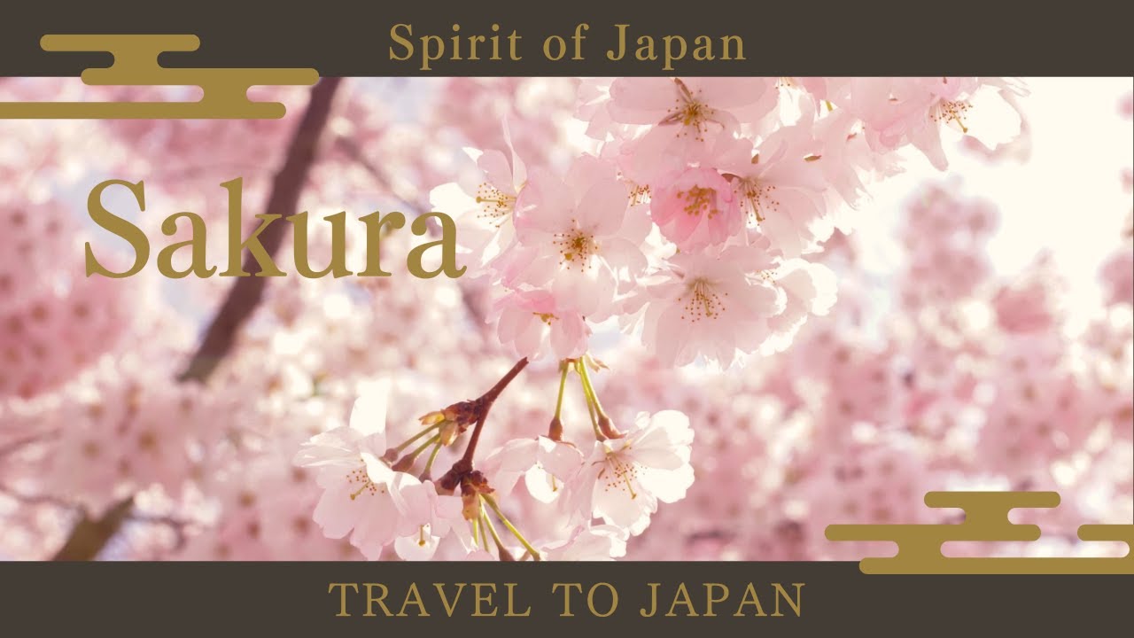 【Sakura】Why Cherry Blossoms Are Japan’s Symbol of Spring - YouTube