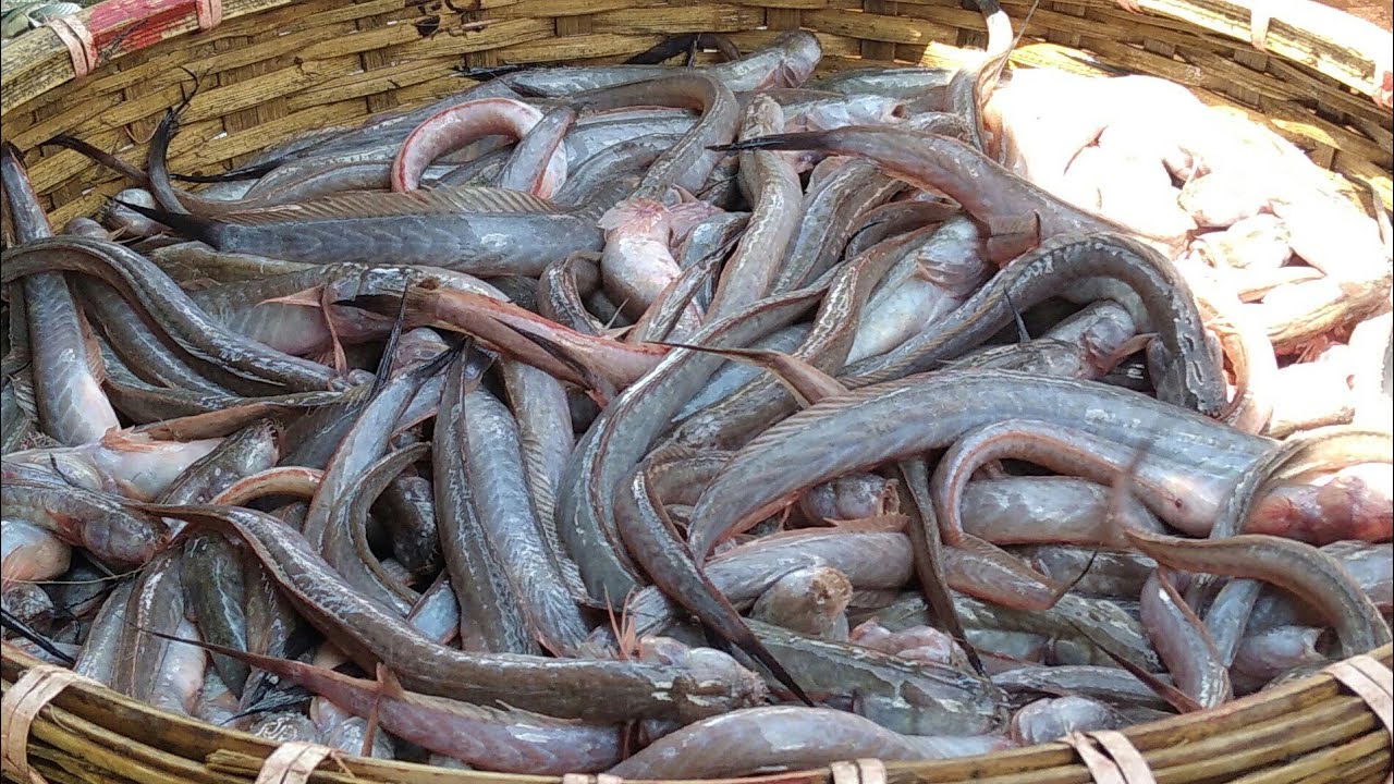 The padma river fish rate Cauya fish,Osm fish Padma River. - YouTube