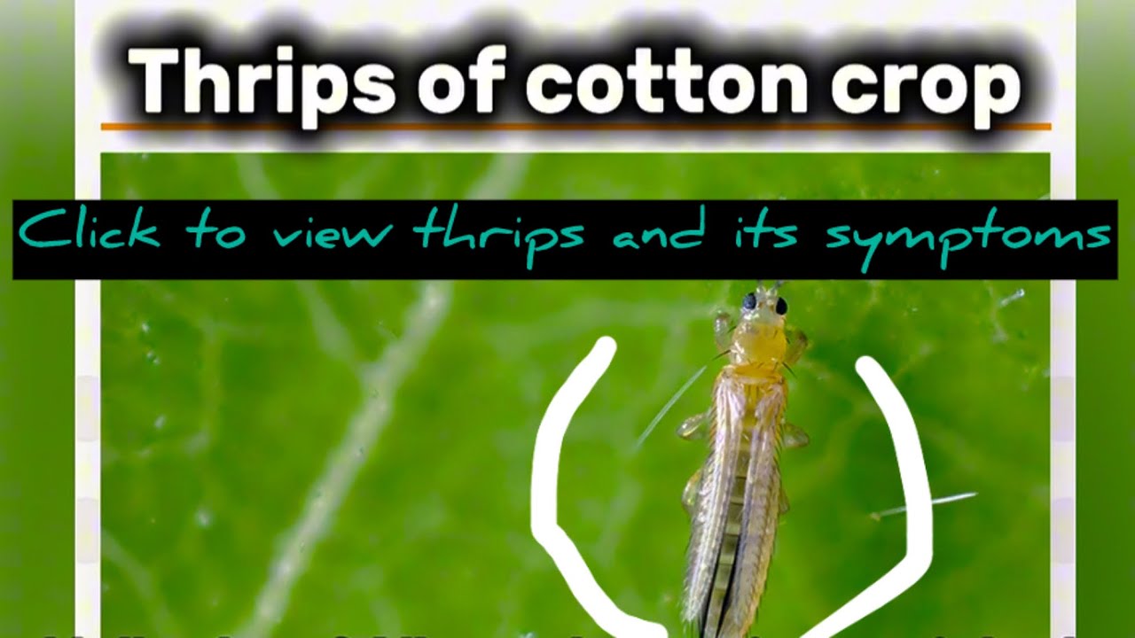 Thrips Attack on Cotton Crop| Symptoms, Identification & Damage ...