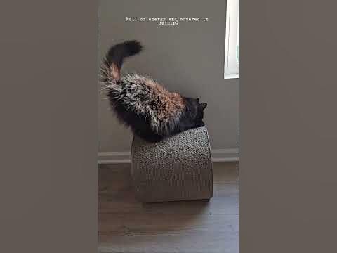 Catnip, Part 2 - YouTube