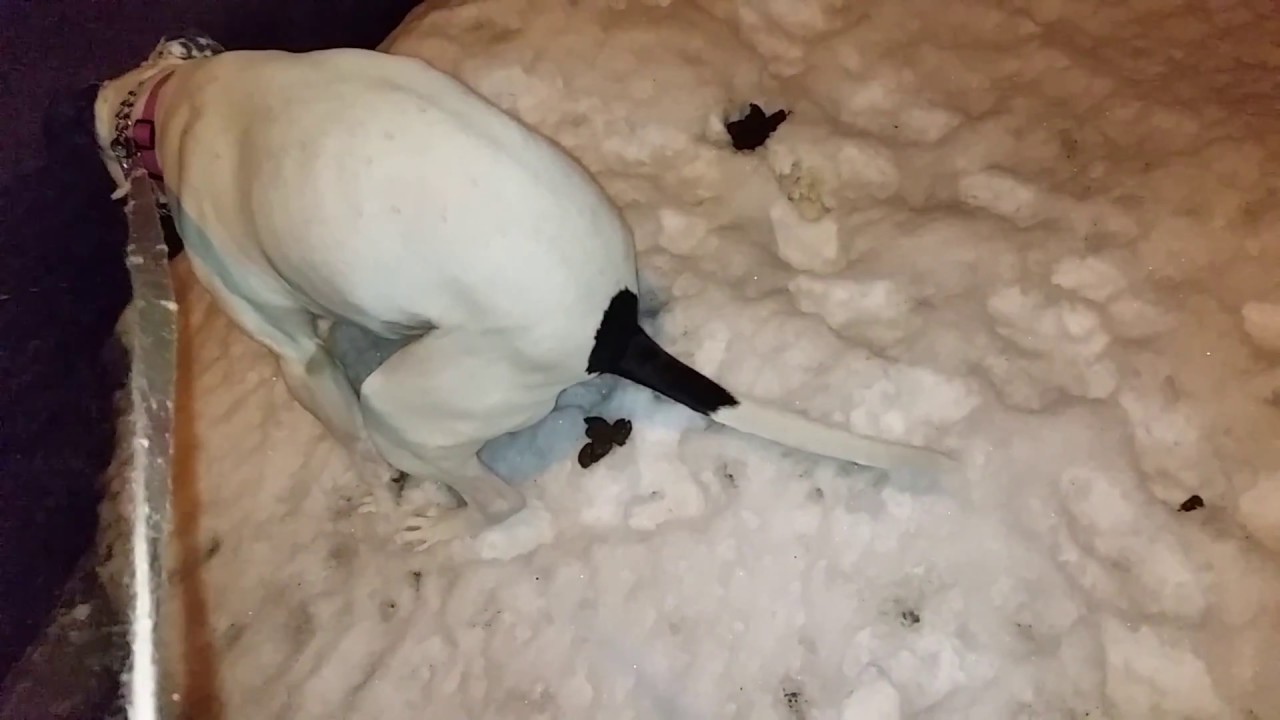My Dog taking a shit! - YouTube