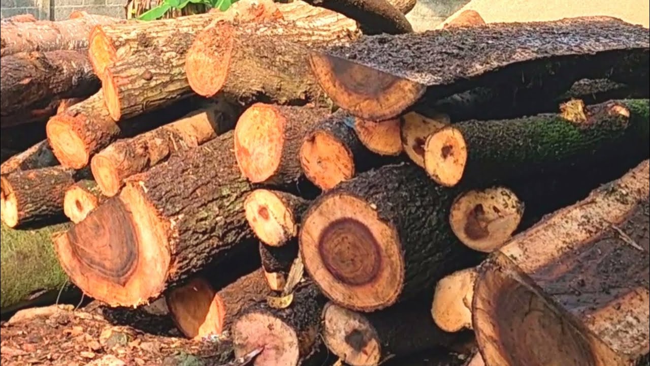 Rekor Sejarah,,! Baru kali ini Kayu Trembesi diSawmil papan Cor.. - YouTube