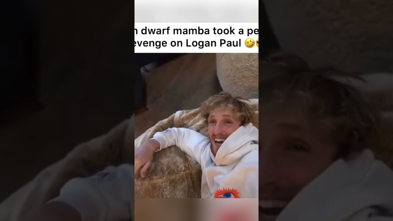 When dwarf mamba took a perfect revenge on Logan Paul #shorts - YouTube