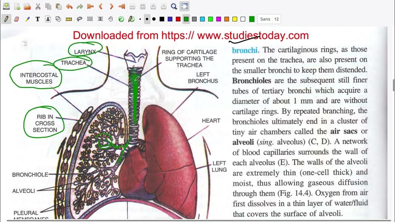 14.3 - ICSE CONCISE BIOLOGY CLASS 9 CHAPTER 14 P3 respiratory system, SELINA BIOLOGY CLASs 9 ...