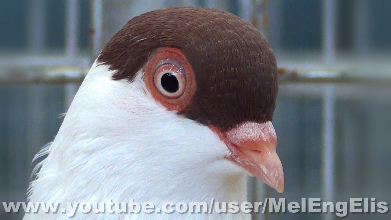 Pigeons à Calotte Français - French Krymka Tumbler - Französische ...