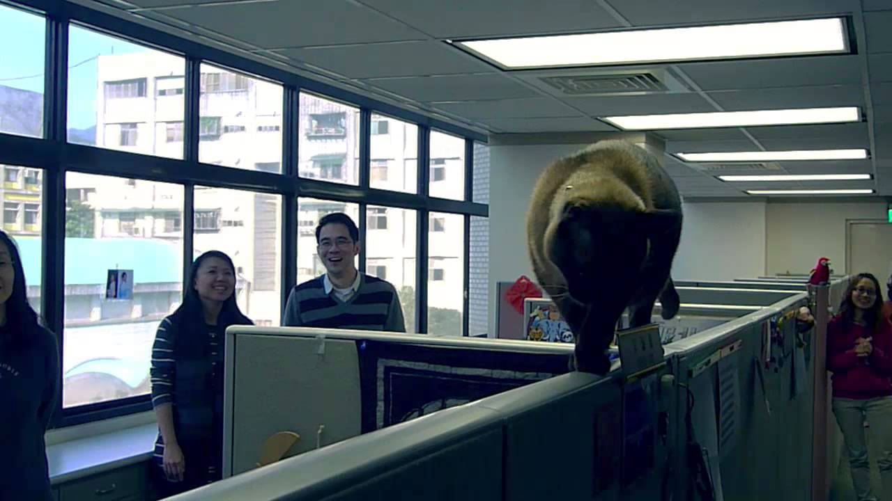 MajiCat office tour - YouTube