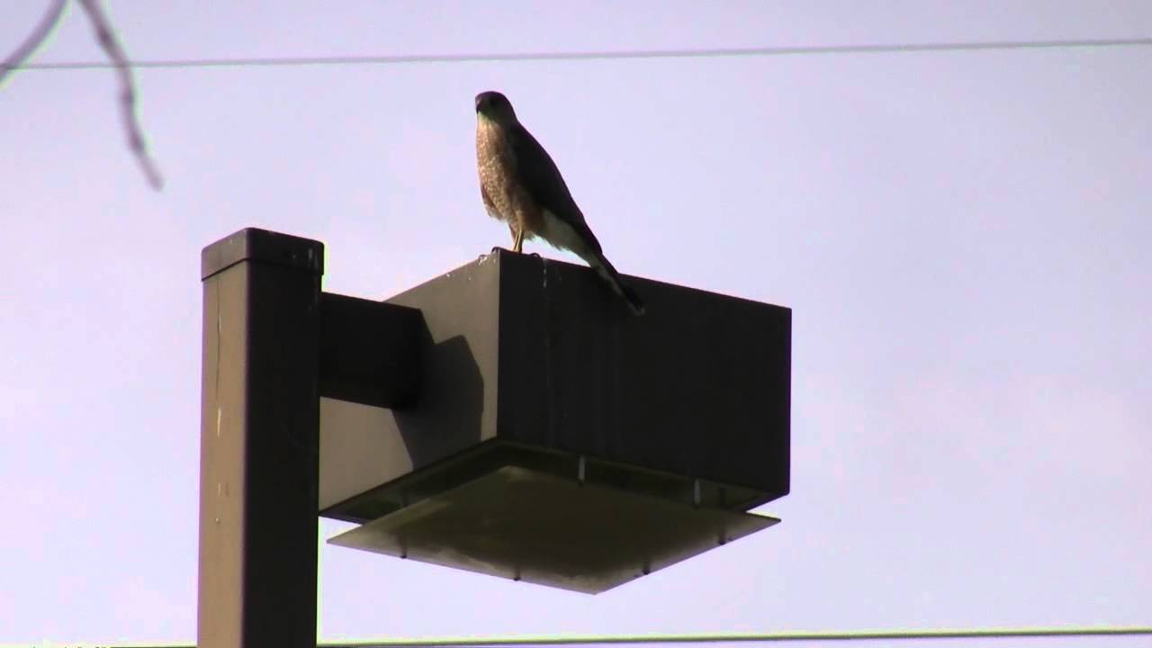 Hawk On Pathfinder Lightpost - YouTube