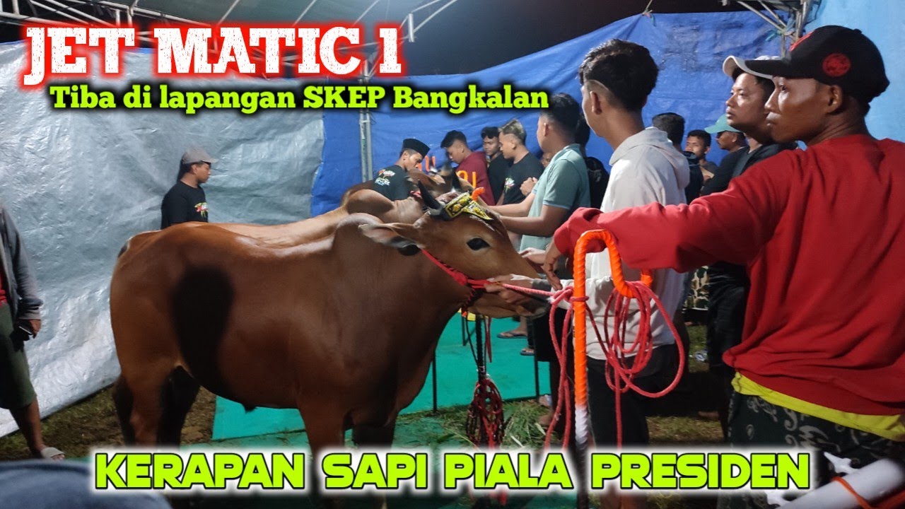 Kedatangan sapi JET MATIC bikin heboh suasana Lapangan SKEB - YouTube