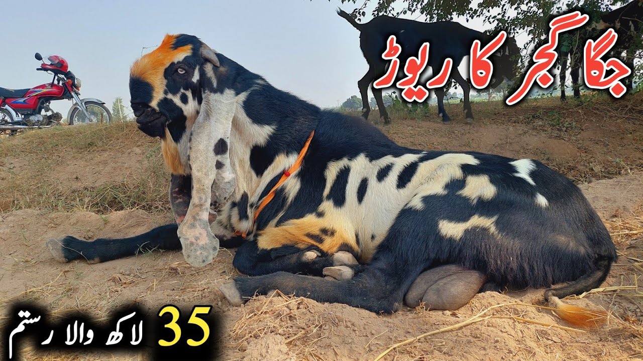 New Home Of Rustam Bakra Top Class Milking Betal Goats Of Famous Jaga ...